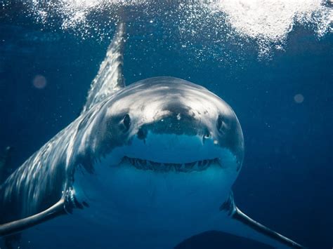 Man Swims In Sharks Mouth Top Sellers