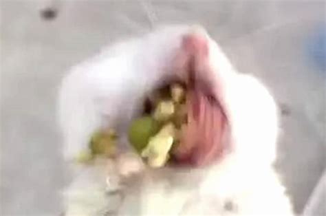 主人准备喂仓鼠，感觉仓鼠哪里不对劲，拿起来一看瞬间不淡定了宠界新闻