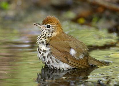 Hylocichla Mustelina Wood Thrush Catharus Mustelinus