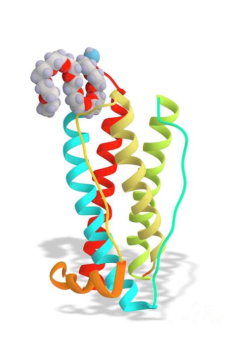 Granulocyte Colony Stimulating Factor 4 Photograph By Science Photo Library Pixels Merch