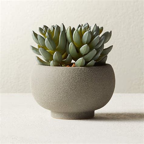 Succulentshouse