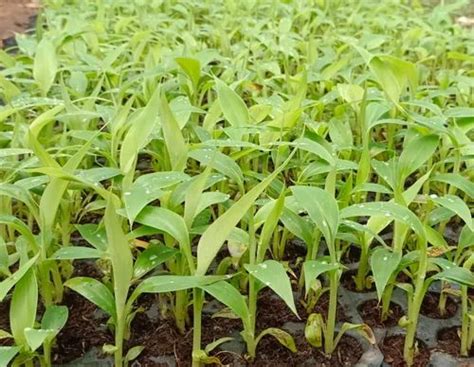 Well Watered Tissue Cultured Yelakki Banana Plants Polybag At Rs 24