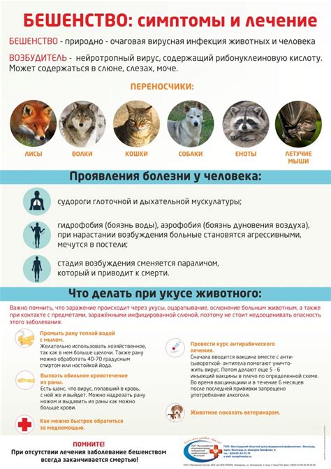 Памятка - Профилактика бешенства | ГБУЗ Инфекционная больница №4, г ...