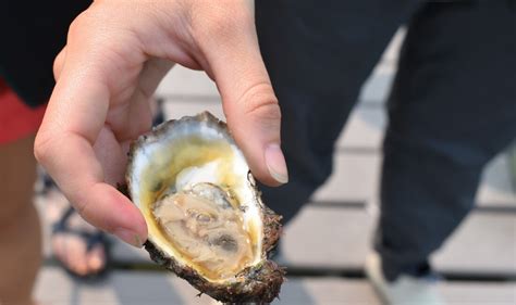 Biology Of Mollusks