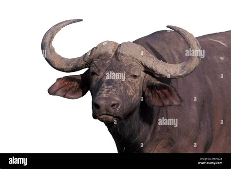 African Buffalo Syncerus Caffer Single Mammal On Grass Zimbabwe
