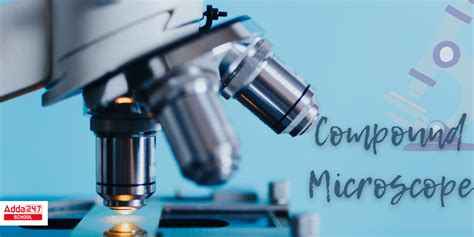 Compound Microscope Diagram Parts And Functions Compound Microscope Diagram Parts And Functions
