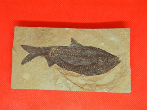 Fossil Specimen Actinopterygii Jurassic James