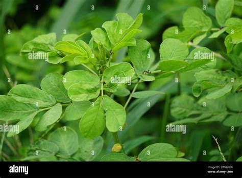 Senna Tora Cassia Tora Tora Sickle Senna Sickle Pod Tora Coffee