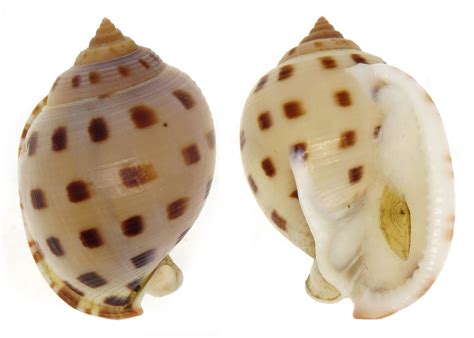 Semicassis Bisulcata Cassidae Specimen Sea Shell Picture Ts128503