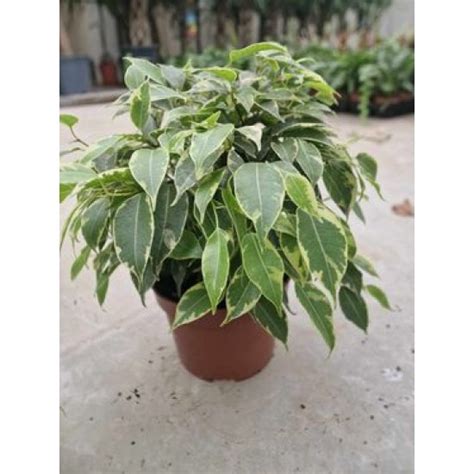 Ficus Benjamin Kinky от Plants bg с отлична цена