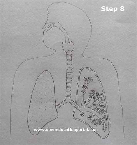 How To Draw Human Respiratory System Step By Step Eas Vrogue Co