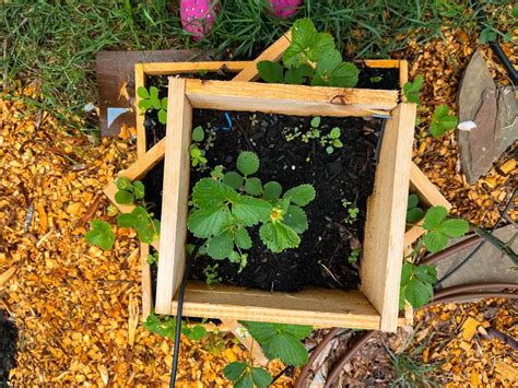 The 7 Best Strawberry Planters For Delicious Berries The Backyard