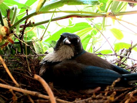 Blue Jay Nesting Chris Herndon