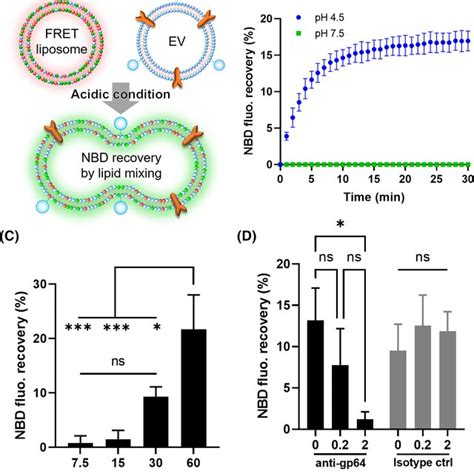 A Schematic Illustration Of Fret‐based Lipid Mixing Assay Using Evs