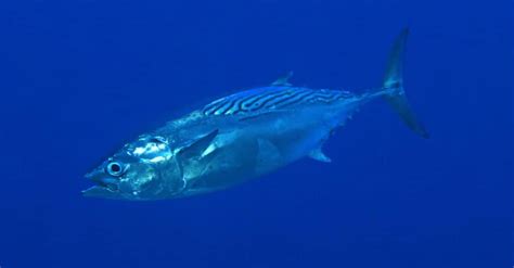 Bonito Fish - A-Z Animals