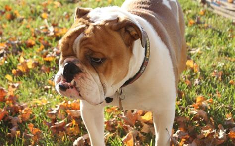English Bulldog Life Expectancy Archives Canna Pet®