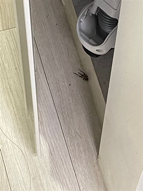 오피스텔에 이 벌레가 자주 나오는데 이거 무슨 벌레인가요 지식in