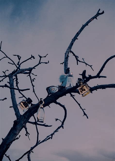 Wienerin Duftstrecke David Schermann Photography