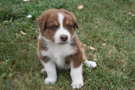 Australian Shepherd Puppies For Sale Snowflake Az 234648