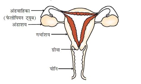 मानव जनन तंत्र Human Reproductive System Knowledge Hub