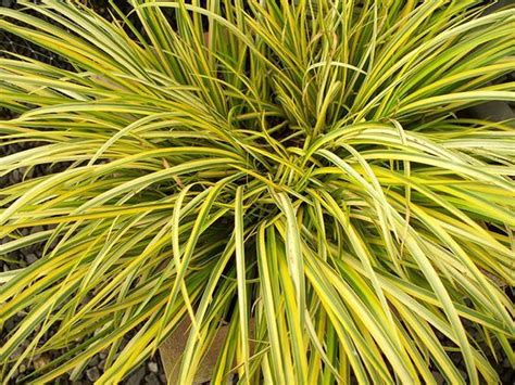 Golden Variegated Sweet Flag Acorus Ogon Short Ornamental Grasses Ornamental Grasses Acorus
