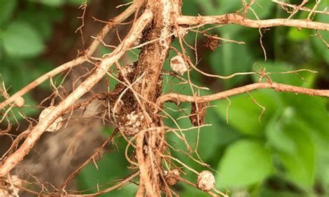 Quem é O Maior Produtor De Soja Do Mundo Universo Agrogalaxy