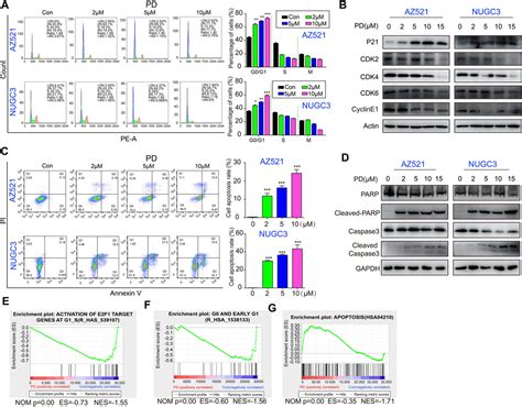 Frontiers Platycodin D Exerts Its Anti Cancer Effect By Promoting C