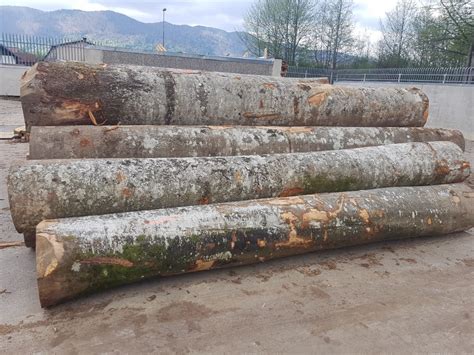 Beech Logs