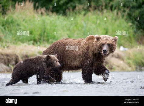 Grizzly Bear Ursus Arctos Horribilis Female And Cub Walking Through
