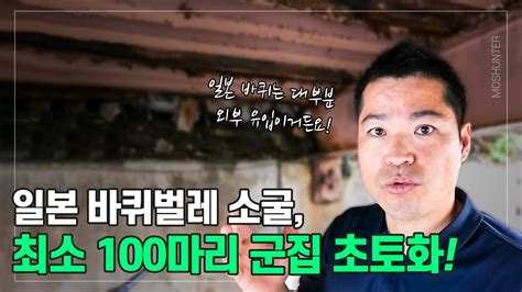엄청나게 많은 일본 바퀴 군집을 발견하여 초토화 시켜 봤습니다 Youtube