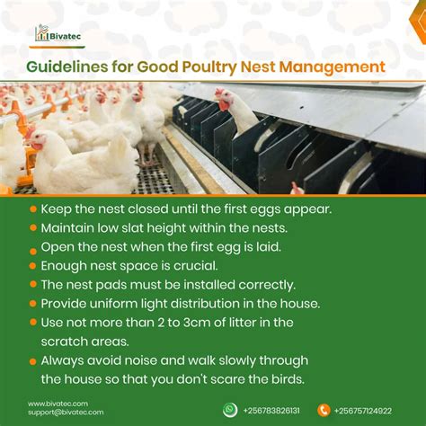 Practices For Poultry Nest Management Egg Handling And Incubation Success