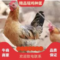 鸡种蛋批发 AA 白羽鸡肉鸡种蛋规格为48克 55克价格1 40元 个 一亩田