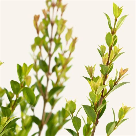 Our Plants Syzygium Australe Tiny Trev Instant Green Nursery