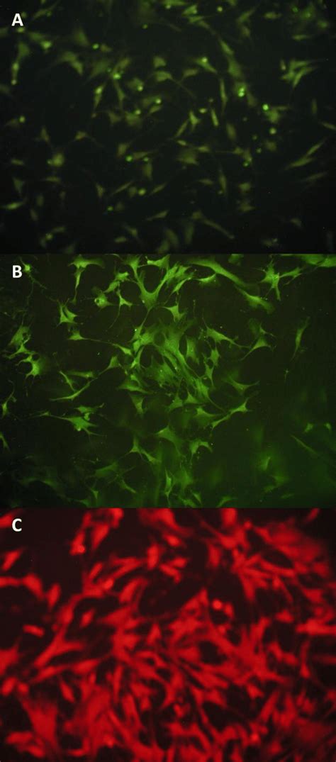 Immunofluorescent Analysis Of The Fibroblast Like Cells Showing