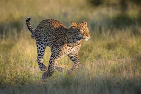 How Fast Can A Leopard Run It S Slower Than Most Of Its Prey
