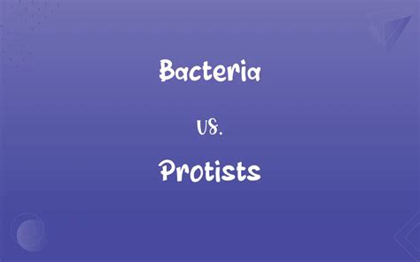 Bacteria Vs Protists Whats The Difference
