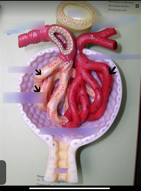 Glomerulus Model Diagram Quizlet