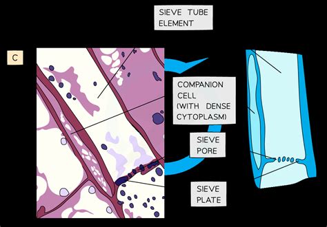 Phloem Structure