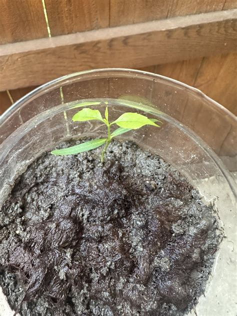 Seedling Identification Rwhatisthisplant