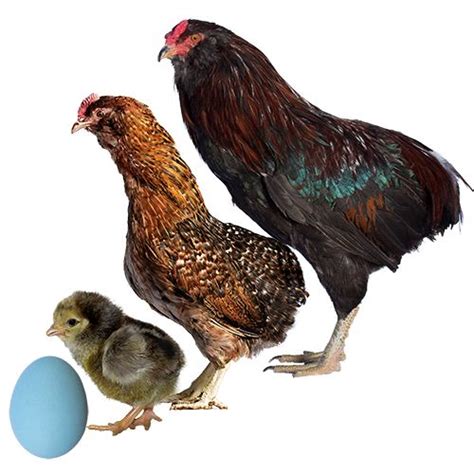 Granja Santa Isabel Araucana Chickens Chickens Beautiful Chickens