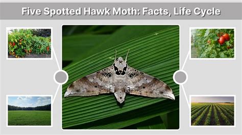 25 Types Of Hawk Moth Identification With Pictures