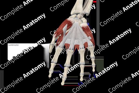 First Lumbrical Muscle Of Hand Complete Anatomy