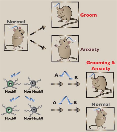 Optogenetic Stimulation Of Mouse Hoxb8 Microglia In Specific Regions Of The Brain Induces