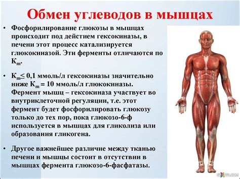 Лекарство от молочной кислоты в мышцах: СТИМОЛ®: чтобы сил хватило на все!