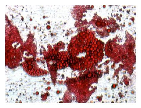 In Vitro Adipogenic A Osteogenic B And Chondrogenic Download
