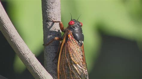 Two Broods Of Cicadas Emerging Bring Mass Amounts Of Them Our Way