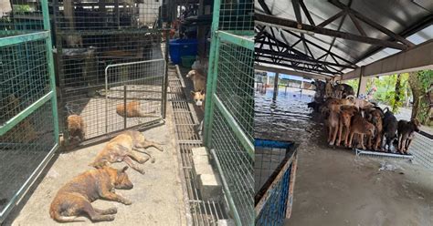 Terjejas Teruk Akibat Banjir Kilat SSPCA Menyeru Sukarelawan Tampil