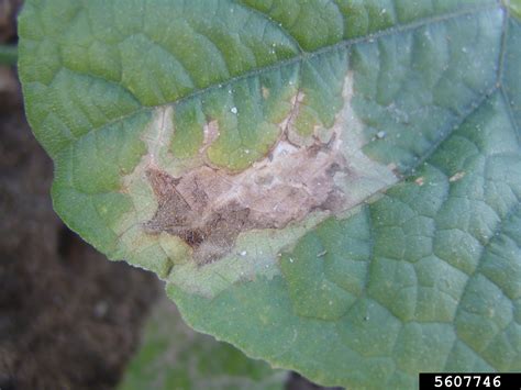 Phytophthora Blight Phytophthora Capsici