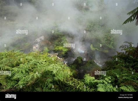 Hot Spring Boiling Hot Spring Surrounded By Ferns And Trees Enveloped