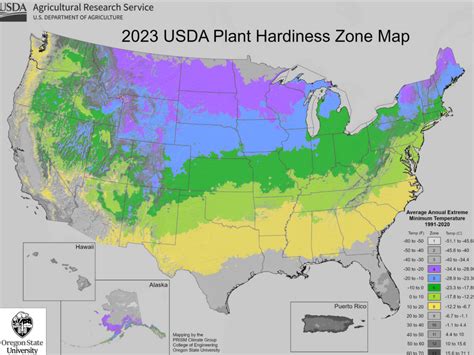 Pink Lemonade Blueberry Bush Monster Gardens